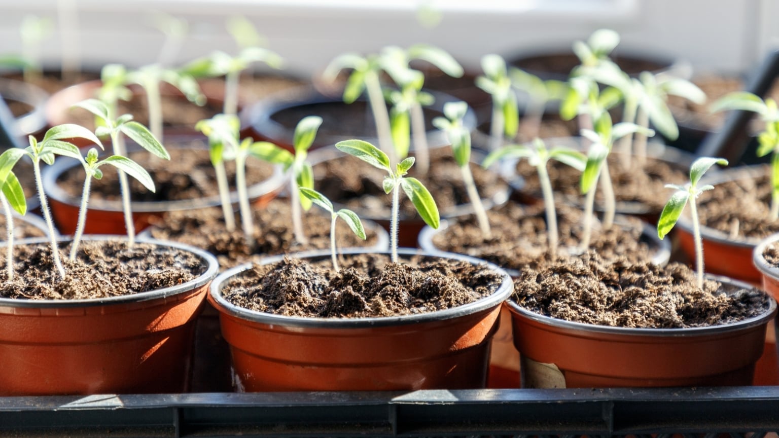The Hardening Off Schedule That Guarantees Strong Tomato Plants