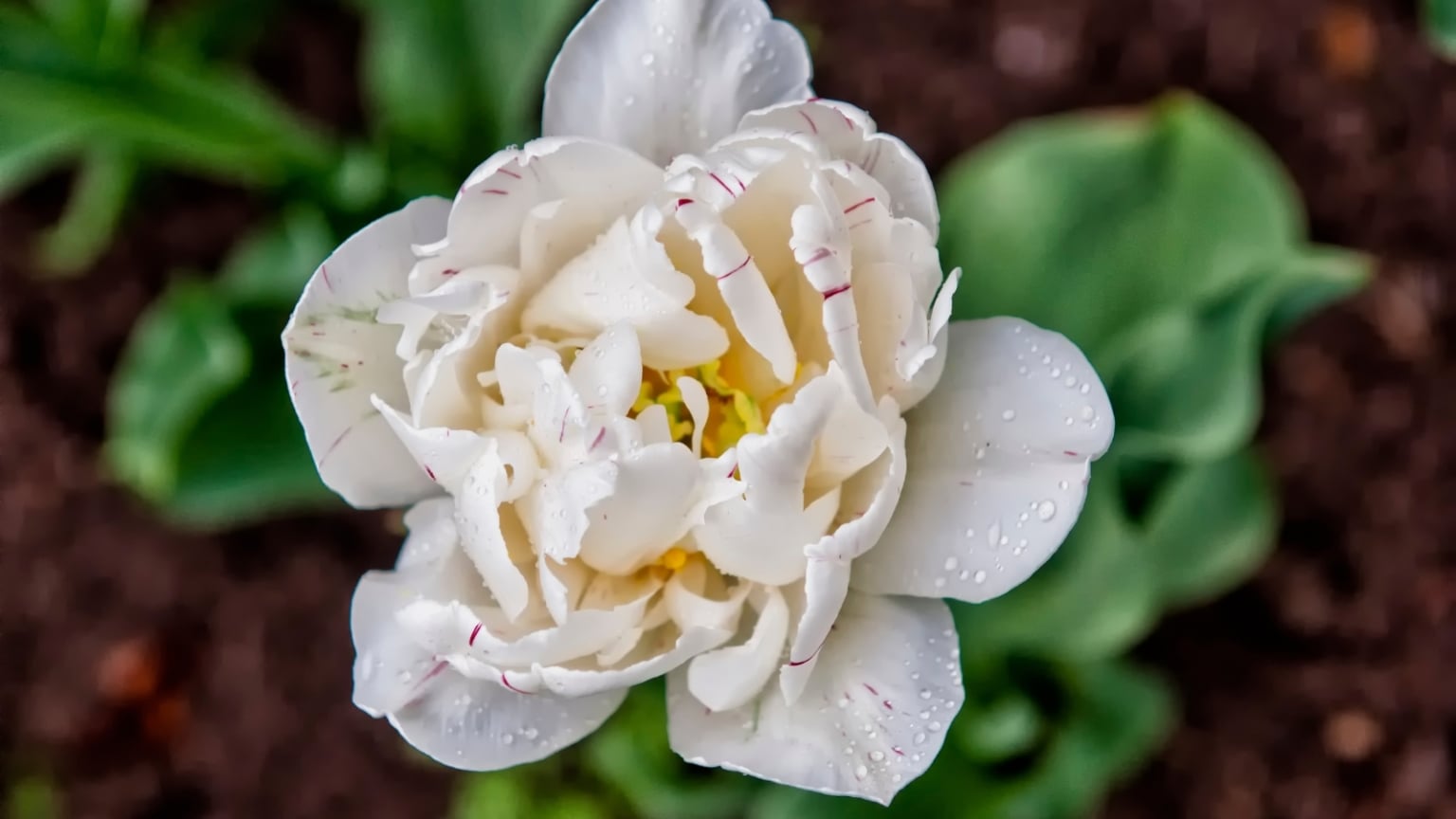 17 Heirloom Flower Bulbs to Plant This Season