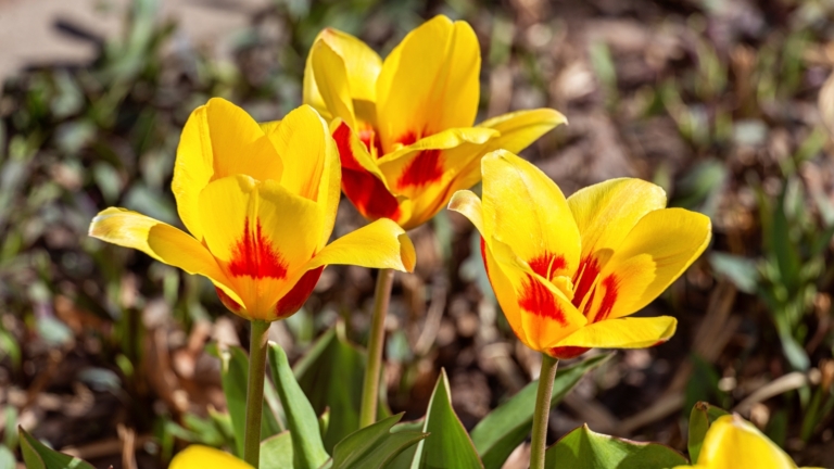15 Bulbs That Will Multiply in Your Garden