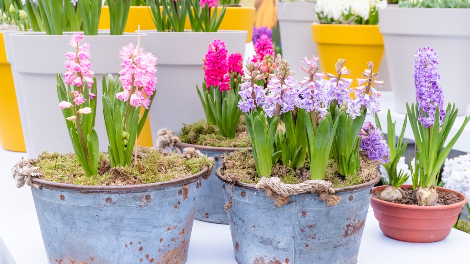 When and How to Plant Hyacinth Bulbs
