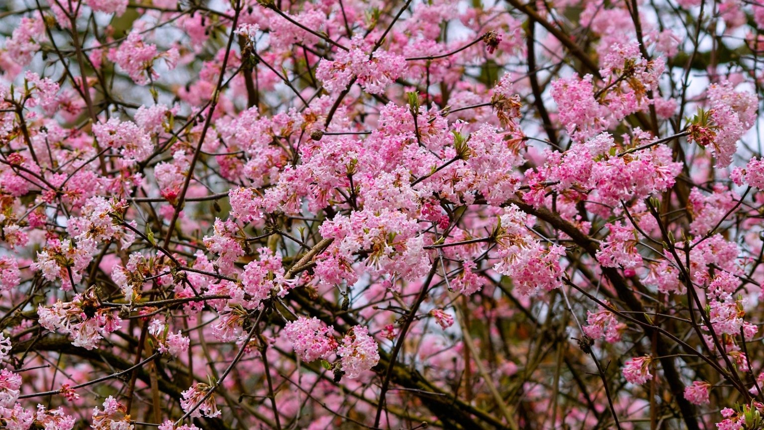 17 Winter-Flowering Shrubs and Trees for Your Landscape