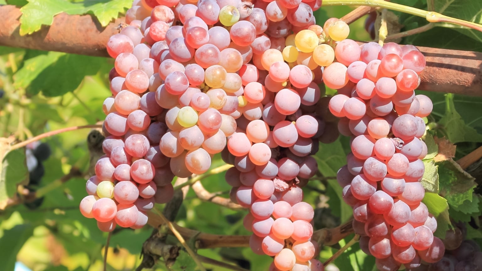 12 Grape Varieties With Beautiful Fall Color