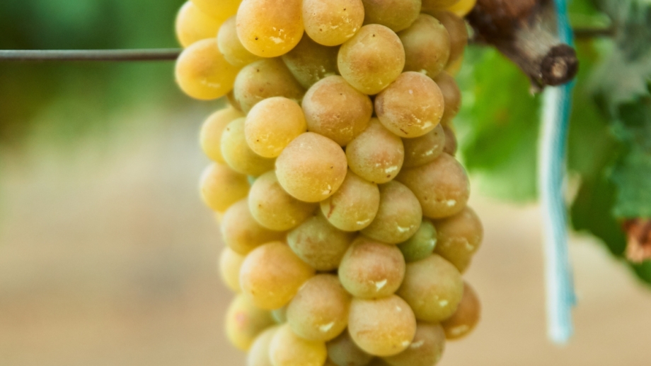 12 Grape Varieties With Beautiful Fall Color