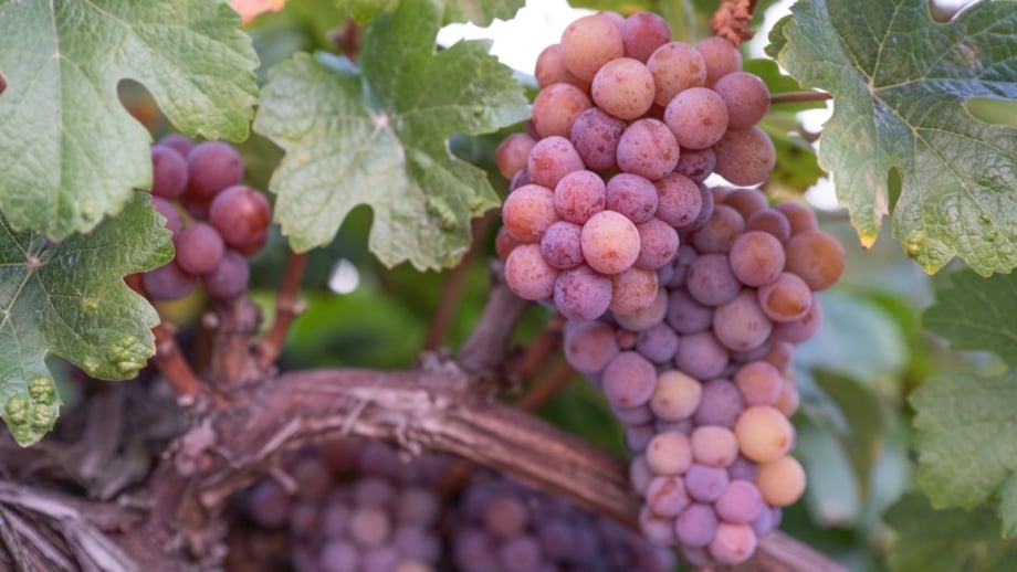 When and How to Harvest Grapes