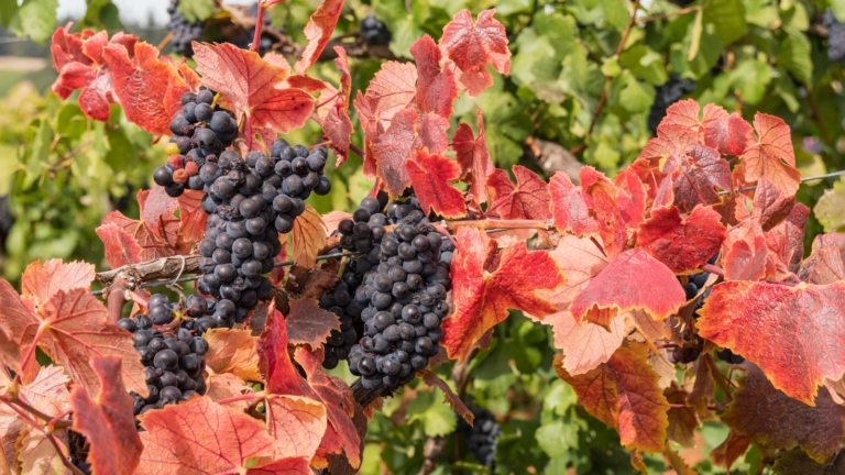 12 Grape Varieties With Beautiful Fall Color