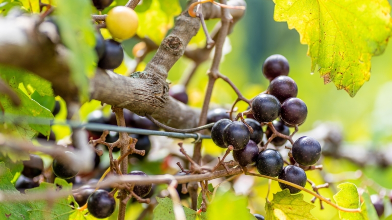 12 Grape Varieties With Beautiful Fall Color