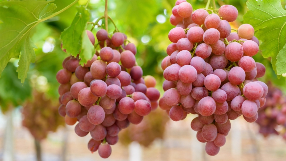 12 Grape Varieties With Beautiful Fall Color