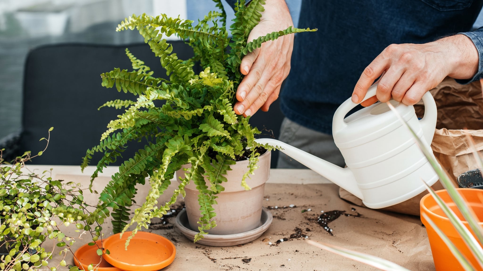 How to Overwinter Boston Ferns: 9 Pro Tips