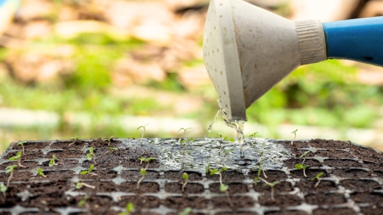 Seed-Starting 101: 11 Tips to Get it Right