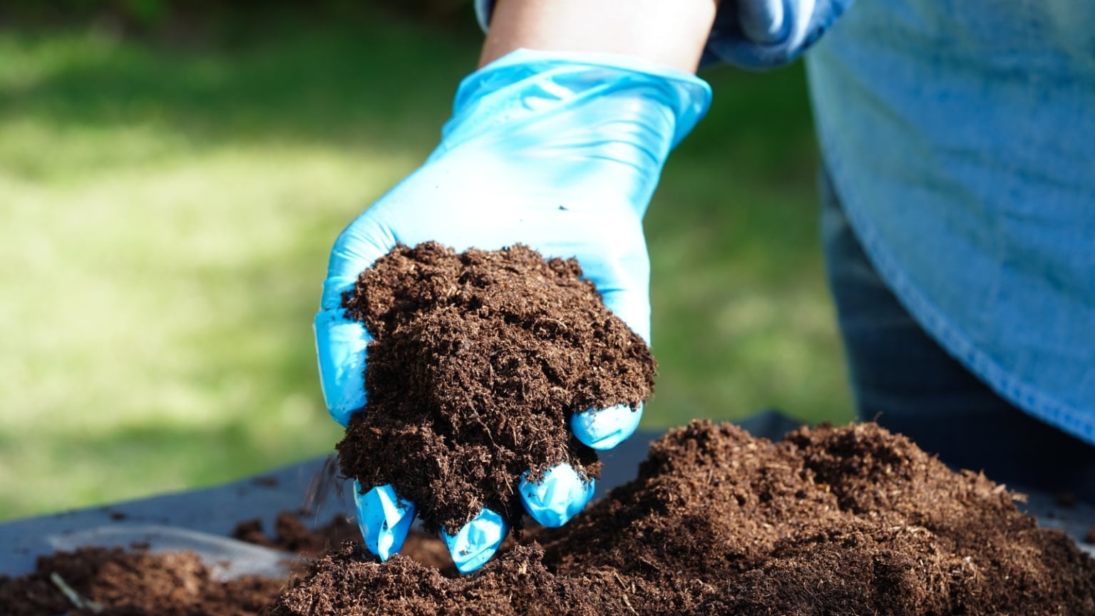 How to Plant, Grow, and Care for Microbiota Decussata