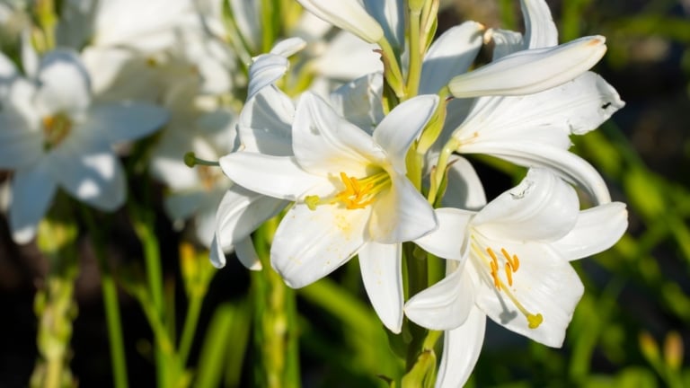 13 Traditional Flowers that Honor Veterans