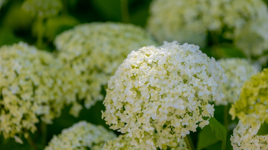 9 Tough Hydrangeas to Try if You Failed Before: Our Hardiest Picks