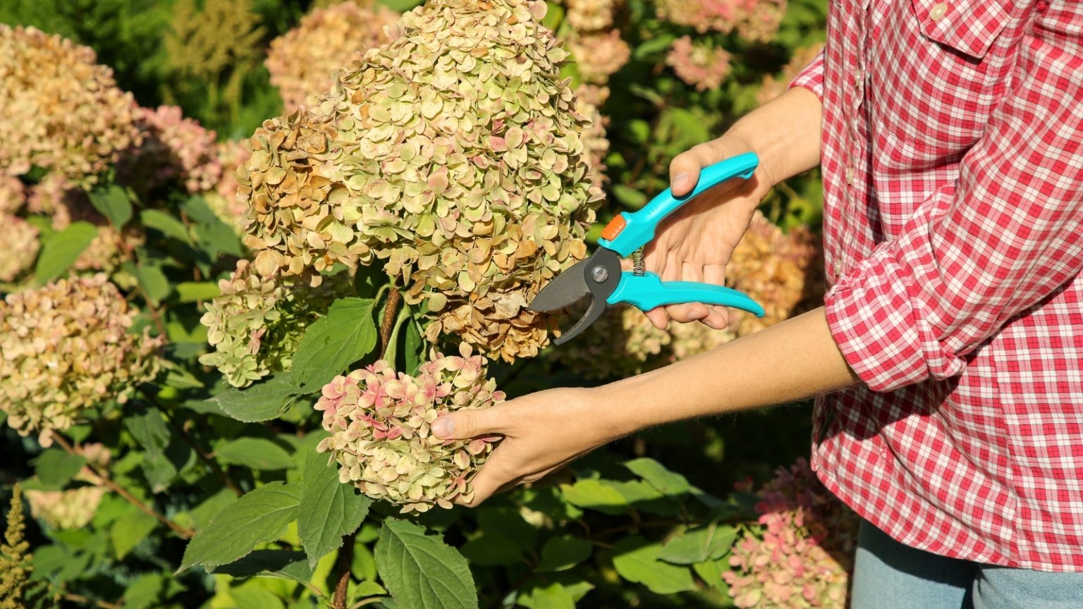 How Much Should You Cut Back Hydrangeas in Fall?