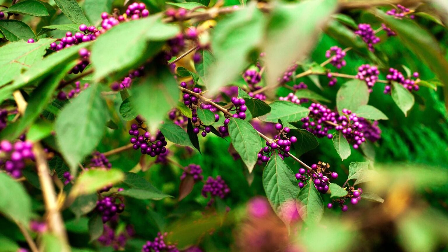 How to Plant, Grow, and Care For Pearl Glam Beautyberry