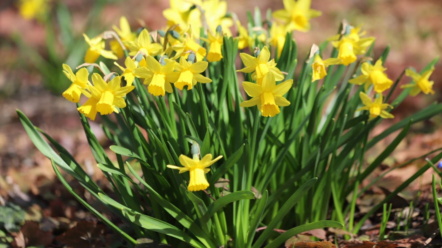 How and When to Divide and Transplant Daffodils