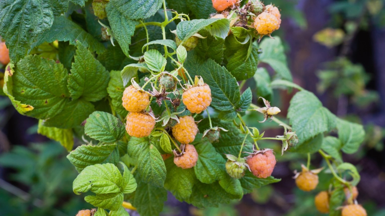 How to Plant, Grow, and Care for 'Fall Gold' Raspberry Bushes