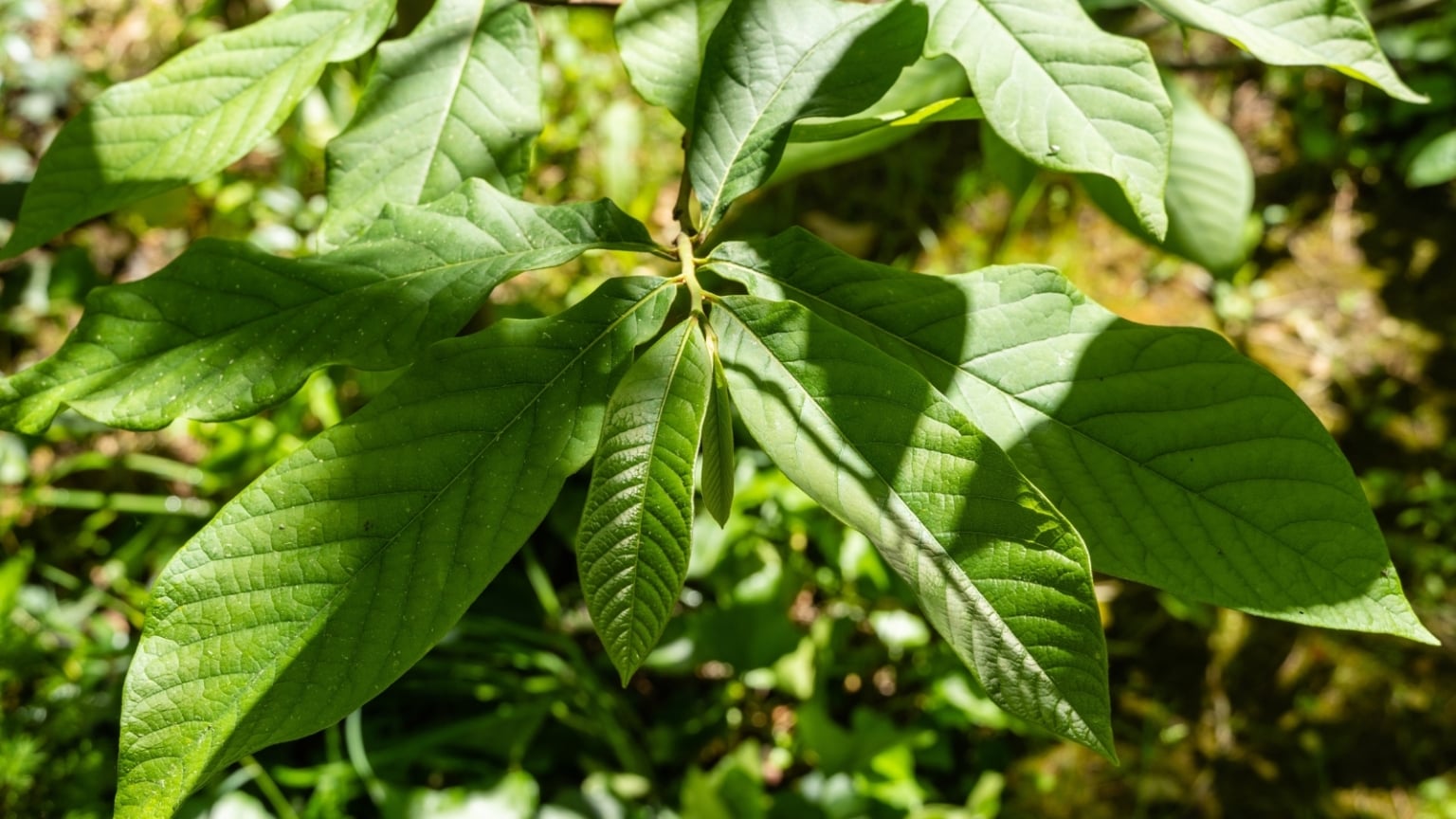 How to Plant, Grow, and Care For Pawpaw Trees