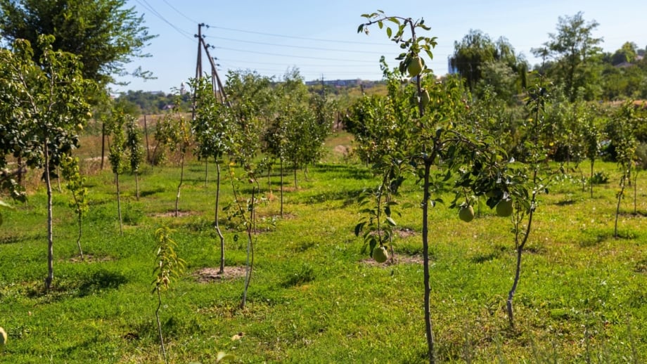 How to Plant, Grow, and Care for Quince Trees