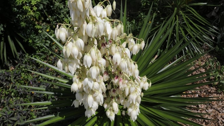 23 Native Wildflowers For Arizona Gardens