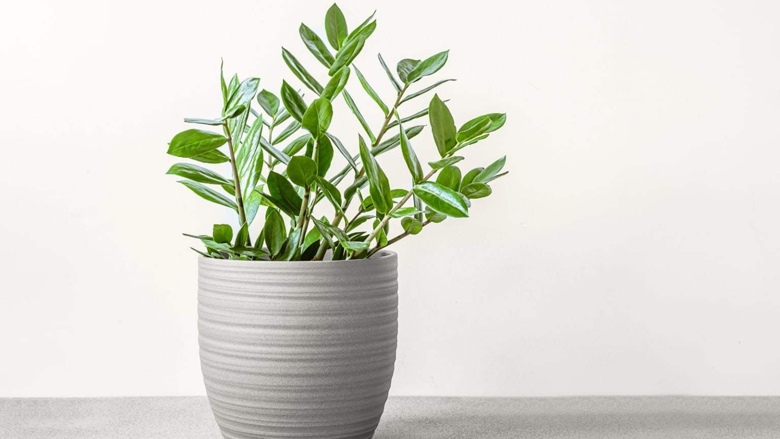 17 Best Houseplants for Allergy Sufferers