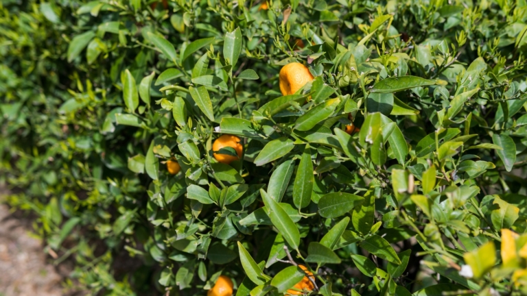 How and When to Trim Your Hedges - Epic Gardening