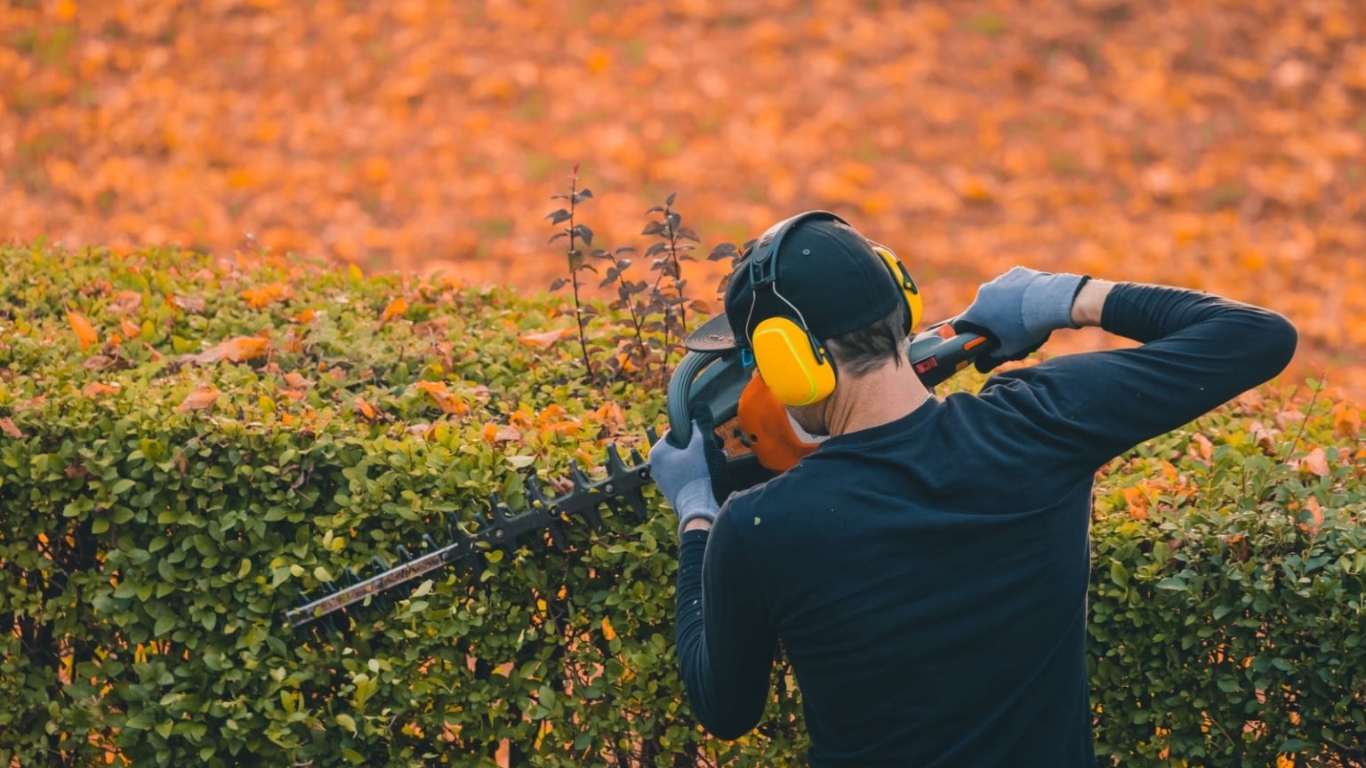 How and When to Trim Your Hedges - Epic Gardening