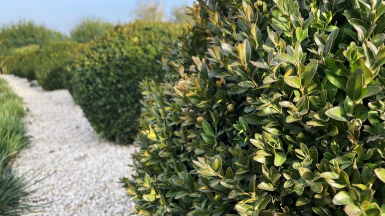 How and When to Trim Your Hedges - Epic Gardening