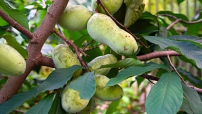How to Plant, Grow, and Care For Pawpaw Trees
