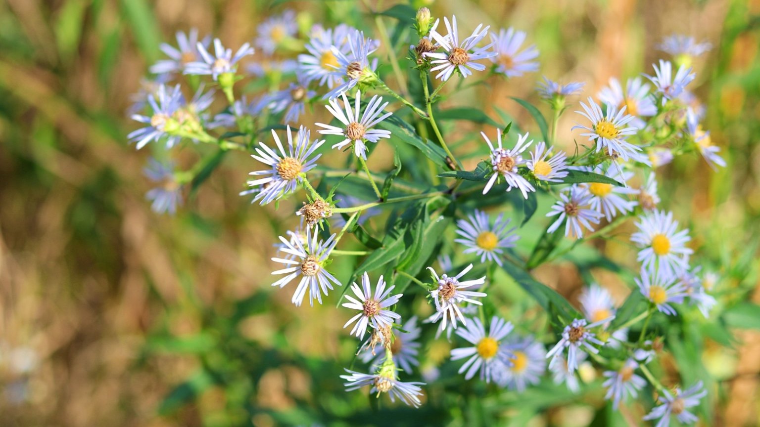 How to Plant, Grow, and Care for Asters