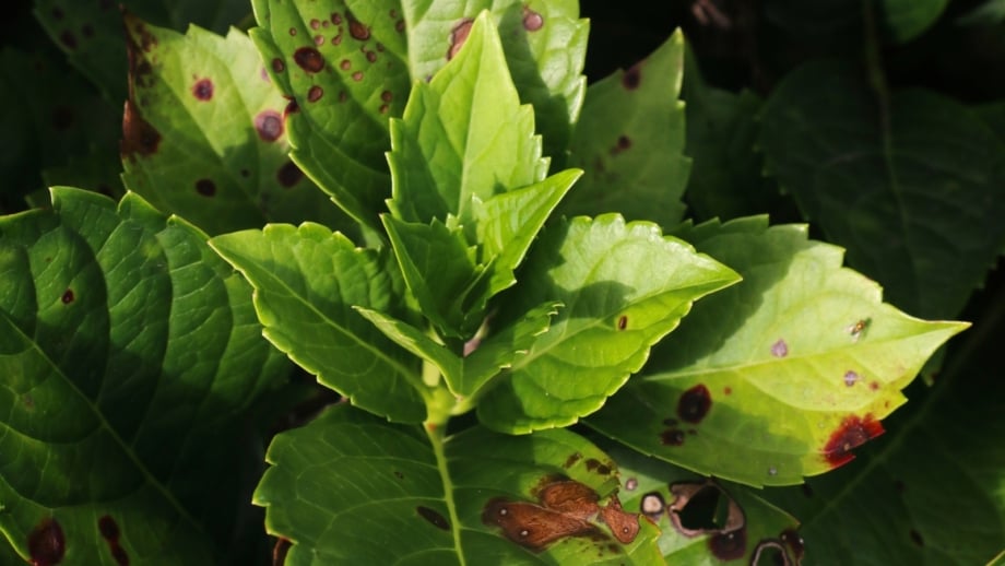 5 Common Hellebore Diseases: ID and Treatment