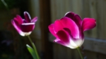15 Bulbs That Will Multiply in Your Garden