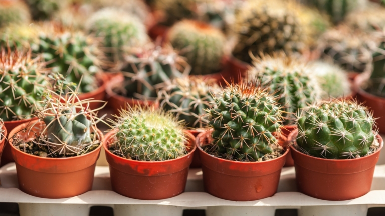 How to Propagate Cactus: 3 Easy Methods