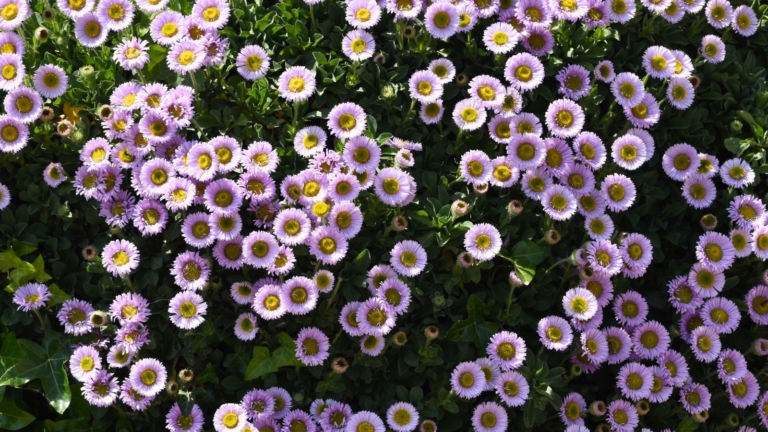 15 California Native Ground Cover Plants to Try This Year