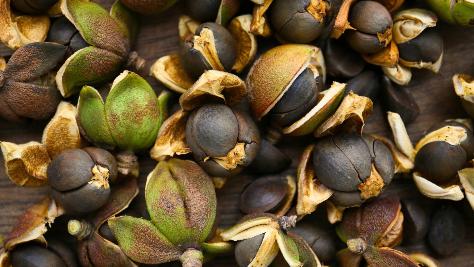 How to Plant, Grow, and Care for 'Sasanqua' Camellias