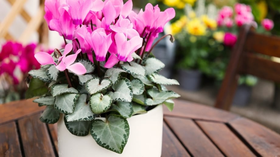 How to Grow Cyclamen in Pots and Containers