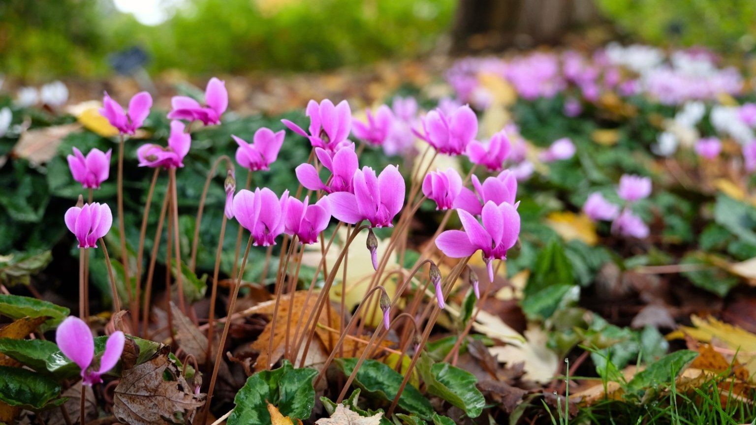 11 Cyclamen Varieties That Bloom in Fall