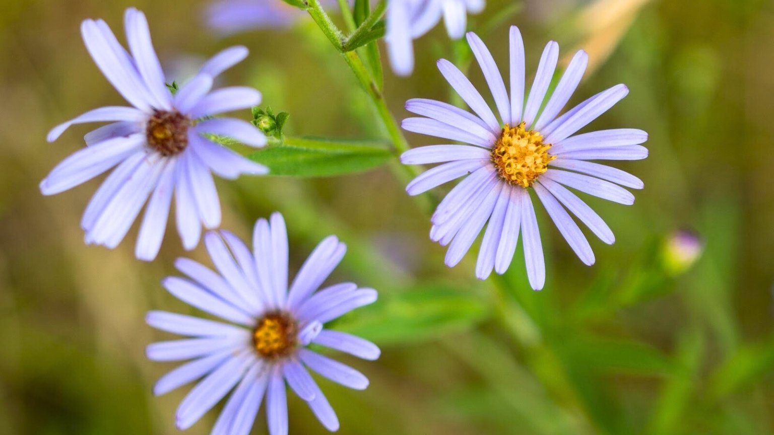 How to Plant, Grow, and Care for Douglas Asters