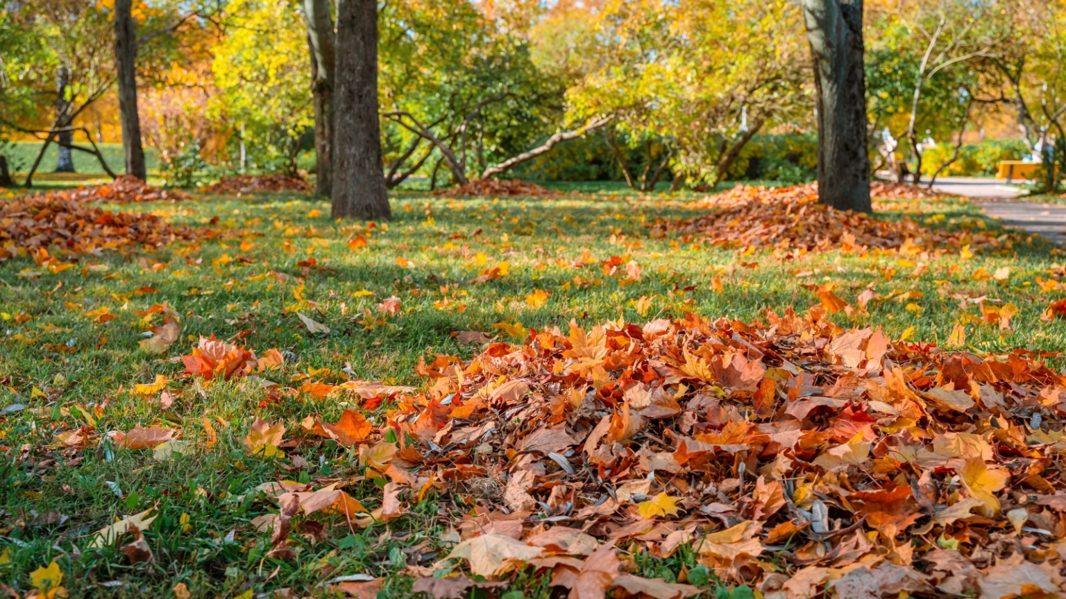 Fall Leaf Myths: 7 Practices to Avoid in the Garden