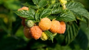 How to Plant, Grow, and Care for 'Fall Gold' Raspberry Bushes