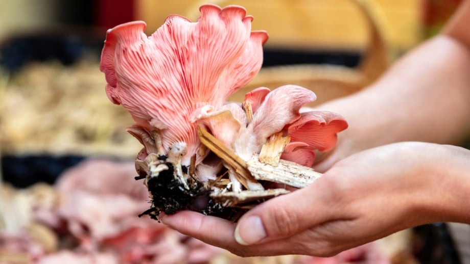 How to Grow Mushrooms in Buckets and Containers