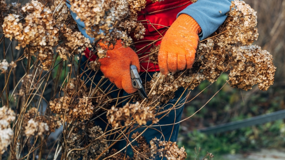 How Much Should You Cut Back Hydrangeas in Fall?