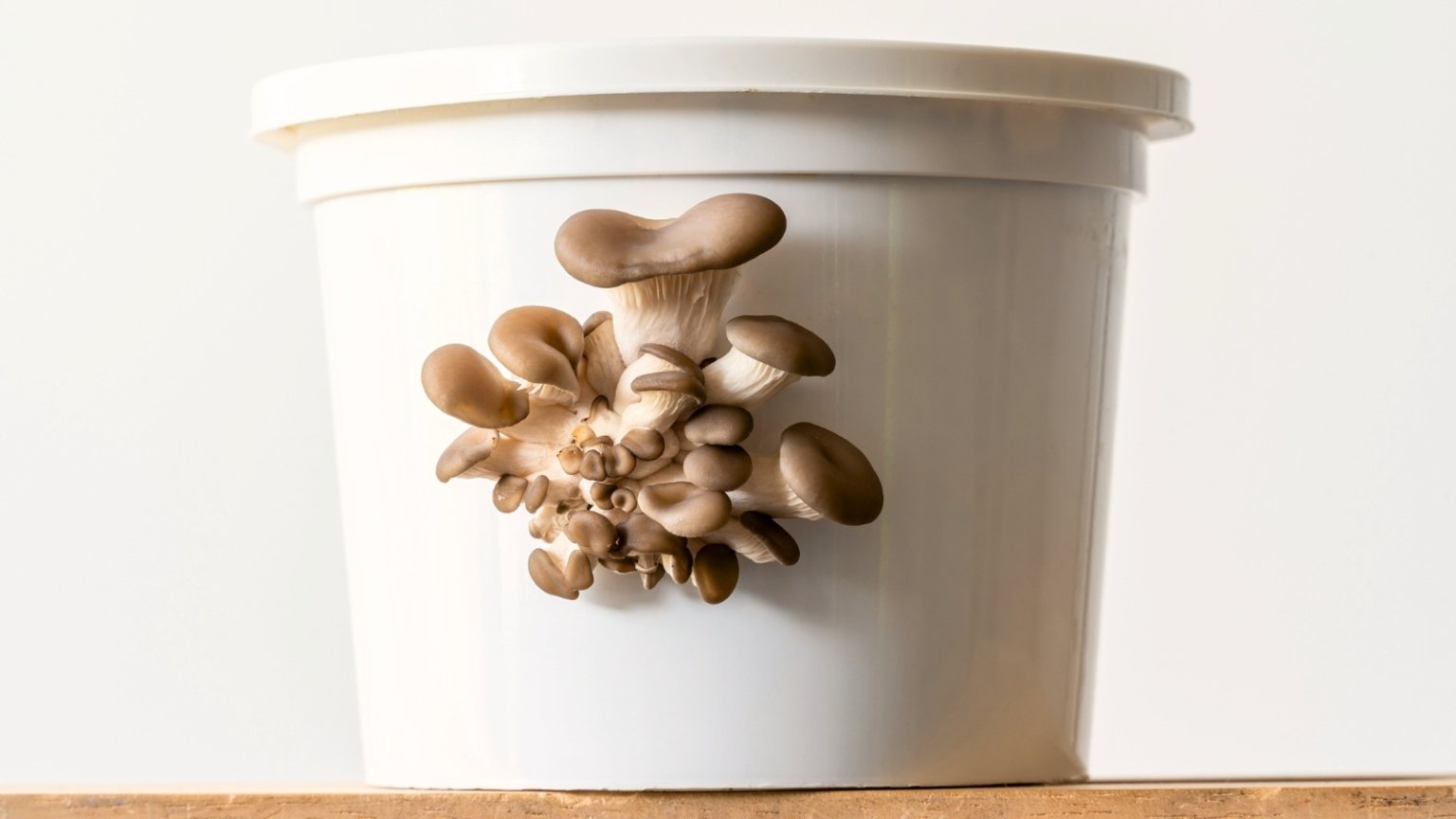 How to Grow Mushrooms in Buckets and Containers