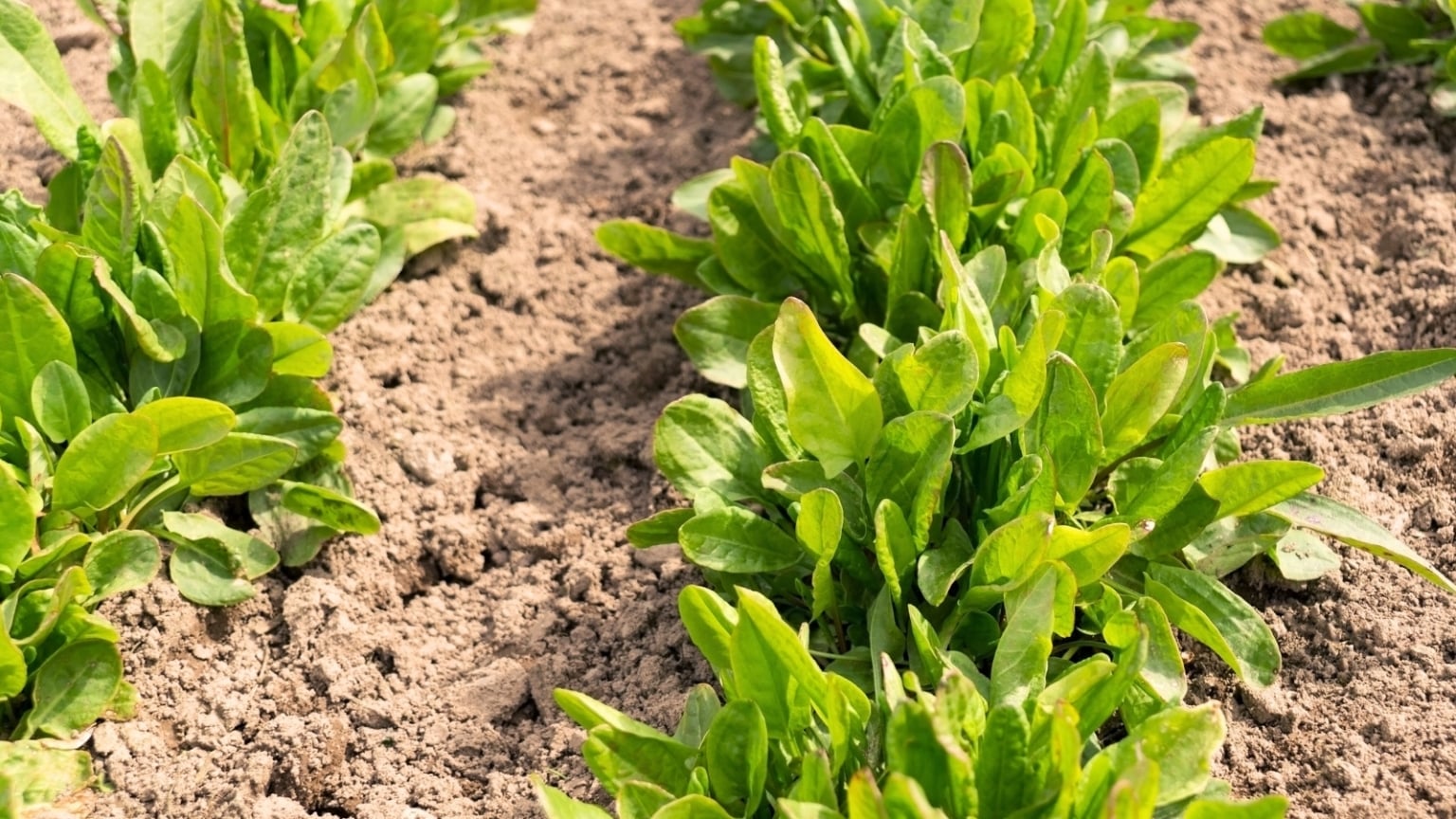 Grow Greens in Winter: The 11 Best Vegetables To Plant Now