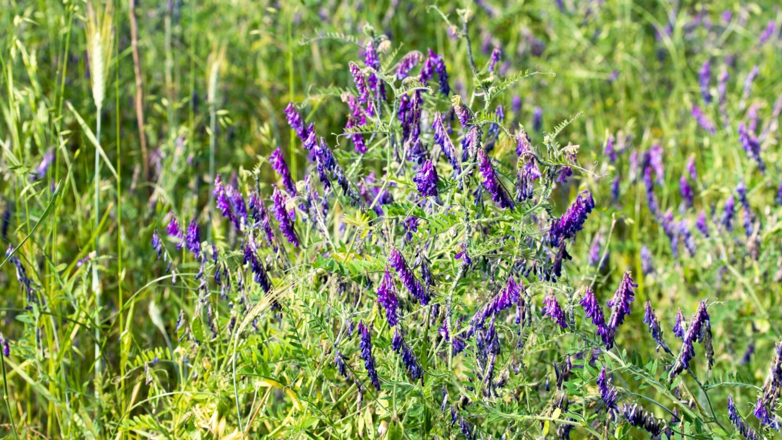 Hairy Vetch: A Pollinator Plant And Great Cover Crop - Epic Gardening