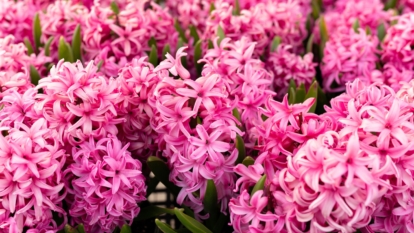 17 Heirloom Flower Bulbs to Plant This Season