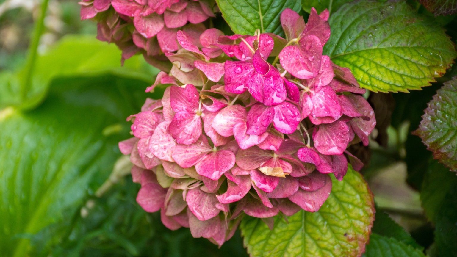 7 Fall Hydrangea Care Tips