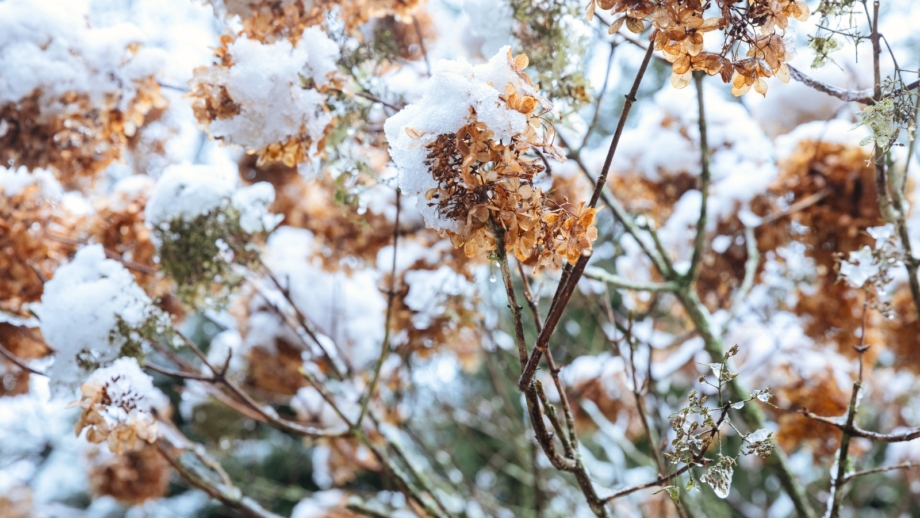 5 Signs Your Hydrangea Needs Extra Winter Protection