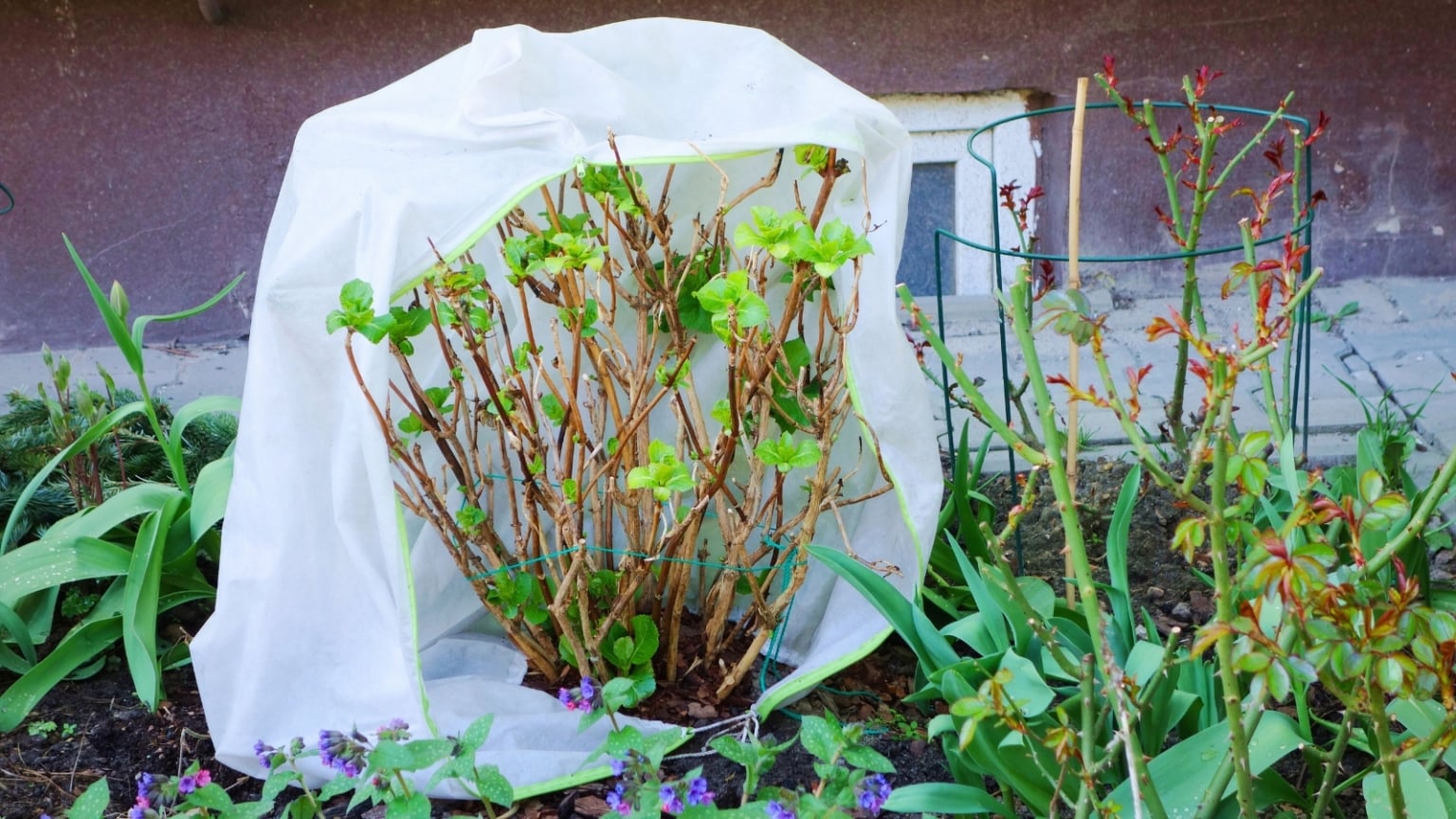 7 Ways to Protect Tender Annuals From Spring Frosts - Epic Gardening