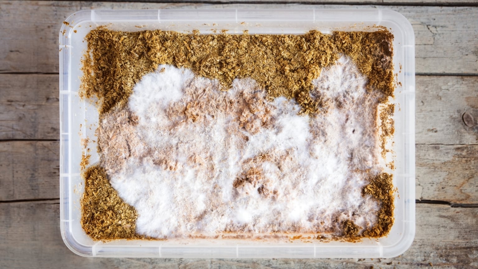 Mushroom Compost: What It Is, What It Does, And How To Make It - Epic ...