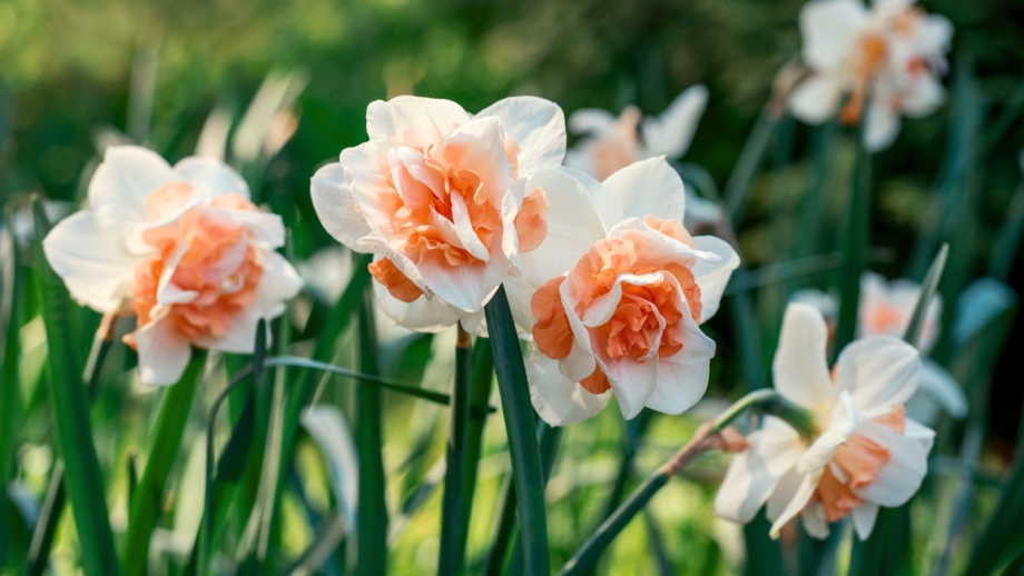 15 Daffodil Varieties With Extra Large Blooms